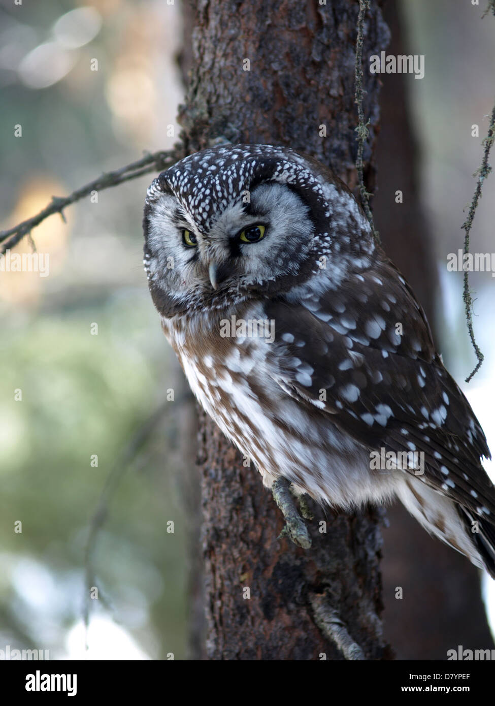 a wild boreal owl in Interior Alaska. not captive. Boreal owls are ...