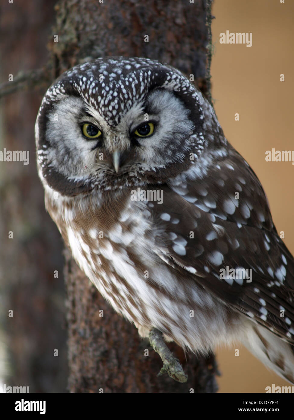 a wild boreal owl in Interior Alaska. not captive. Boreal owls are ...