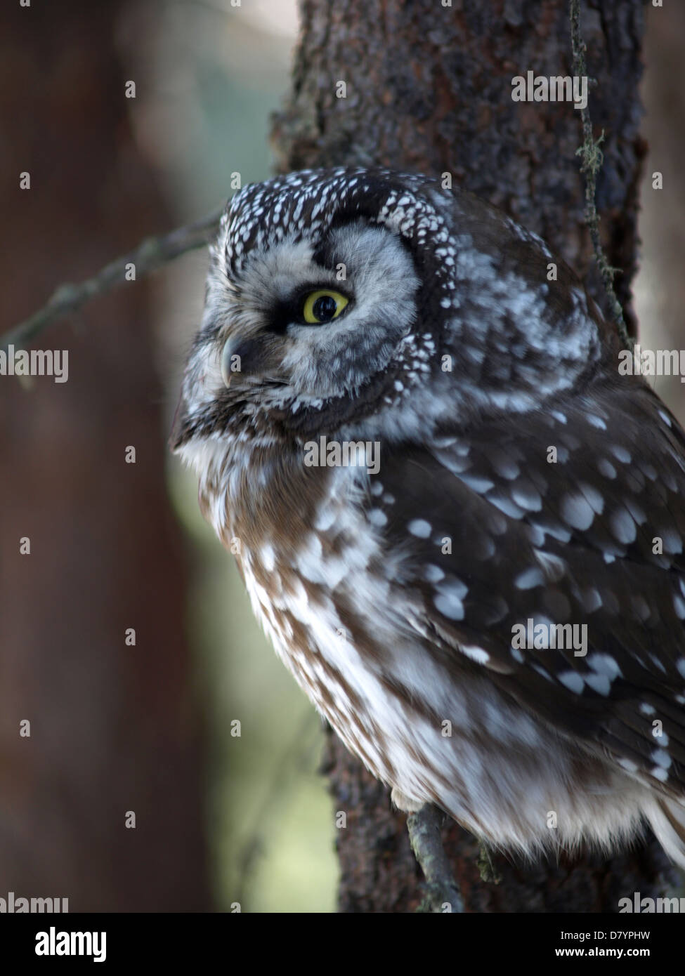 a wild boreal owl in Interior Alaska. not captive. Boreal owls are ...