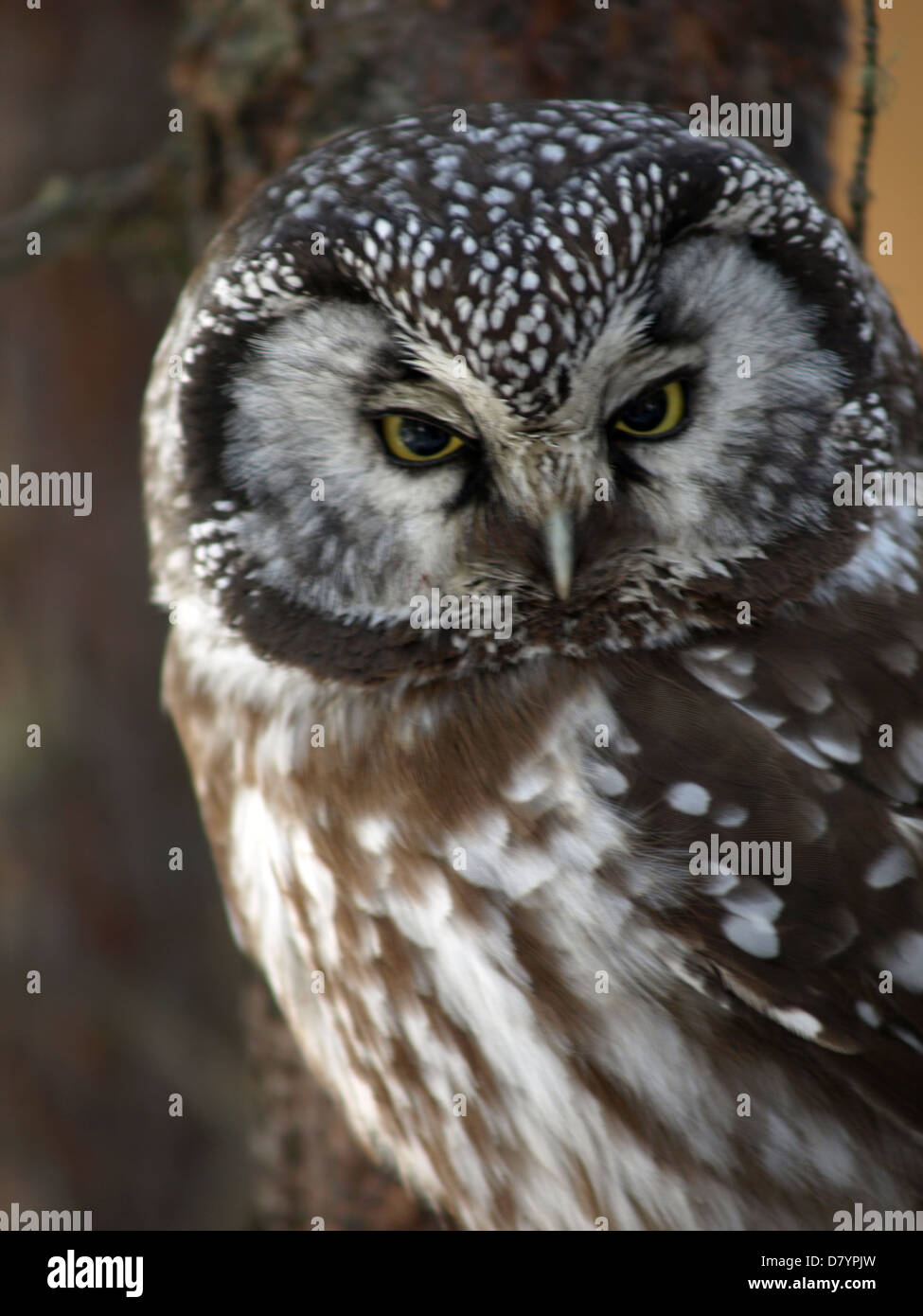 a wild boreal owl in Interior Alaska. not captive. Boreal owls are ...