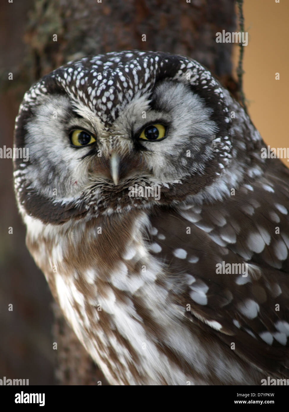a wild boreal owl in Interior Alaska. not captive. Boreal owls are ...