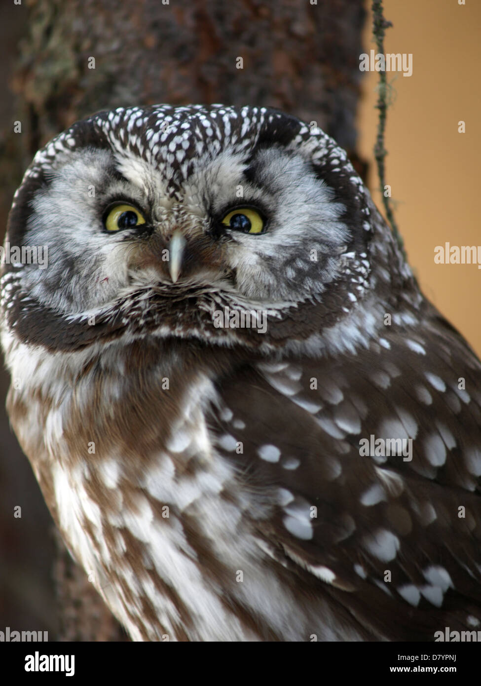 a wild boreal owl in Interior Alaska. not captive. Boreal owls are ...