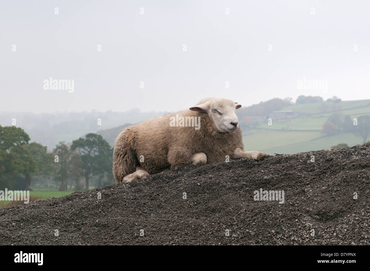 Sheep Sleeping Stock Photos & Sheep Sleeping Stock Images - Alamy