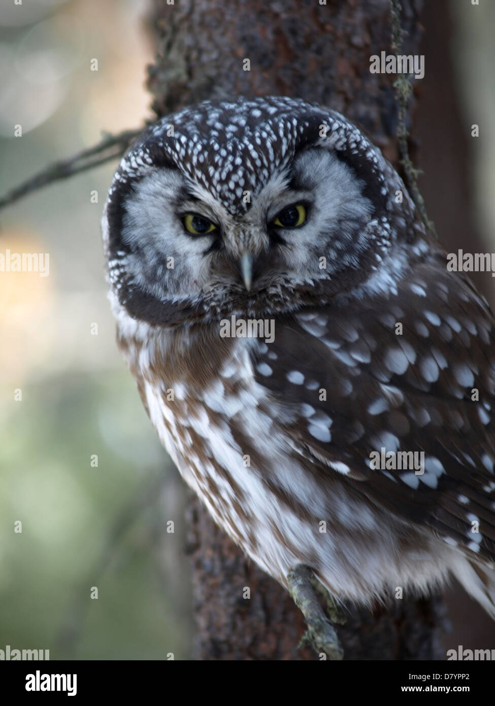 a wild boreal owl in Interior Alaska. not captive. Boreal owls are ...