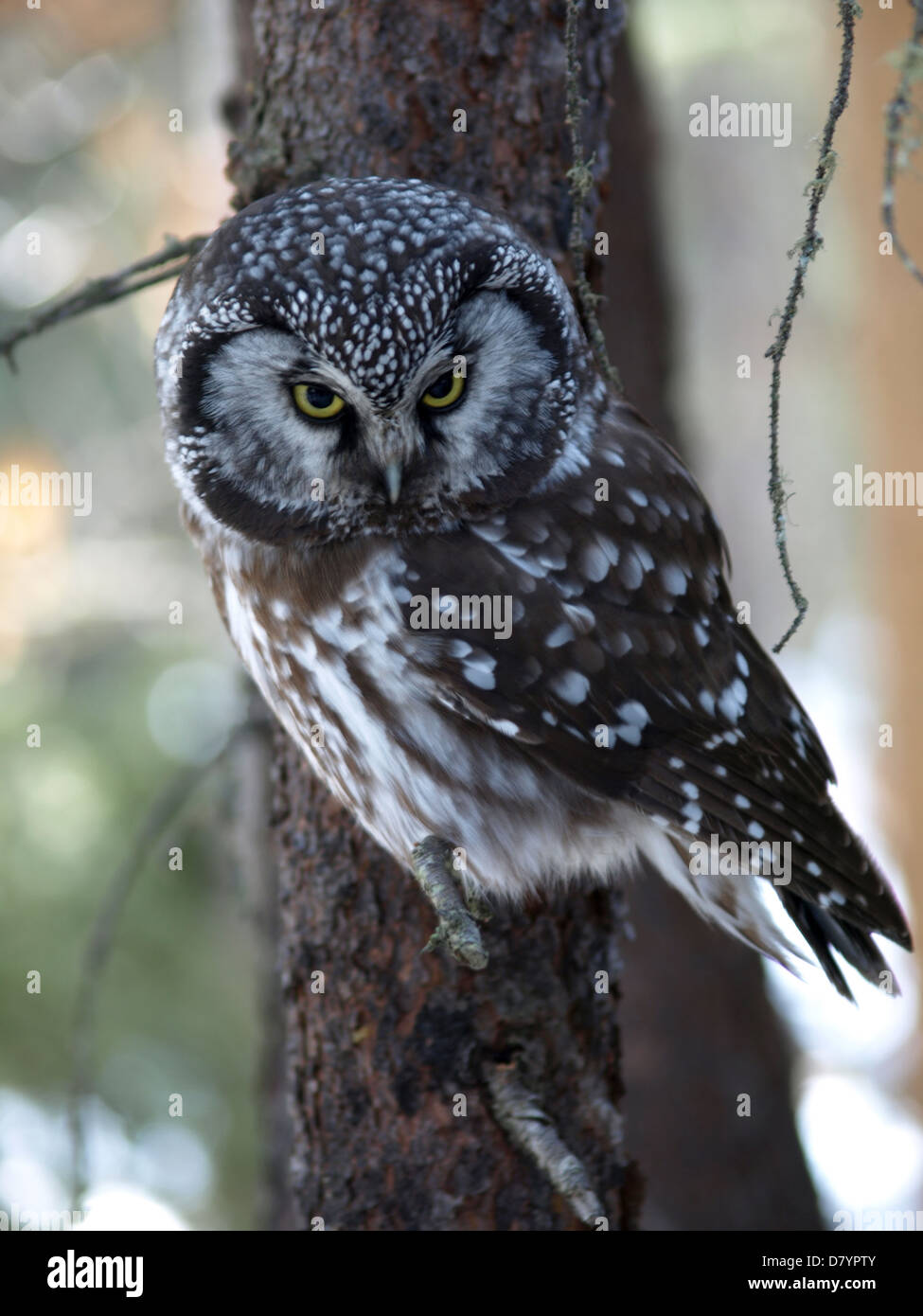 a wild boreal owl in Interior Alaska. not captive. Boreal owls are ...
