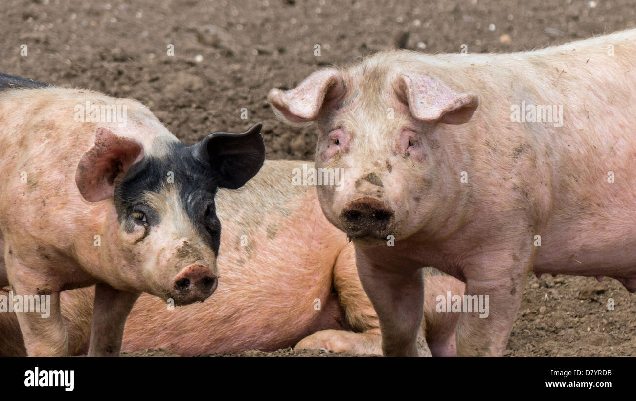 Pigs on the farm Stock Photo - Alamy