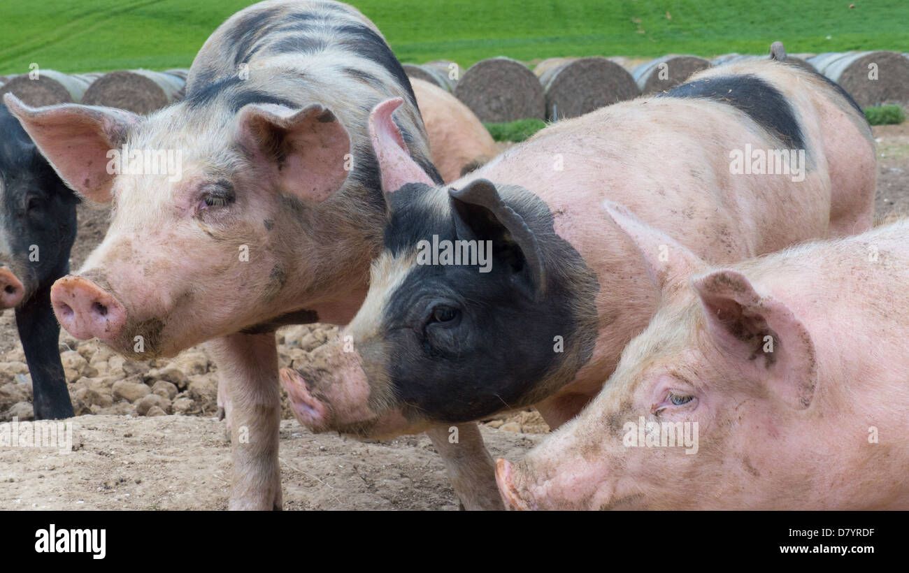 3 Pigs on the farm Stock Photo - Alamy