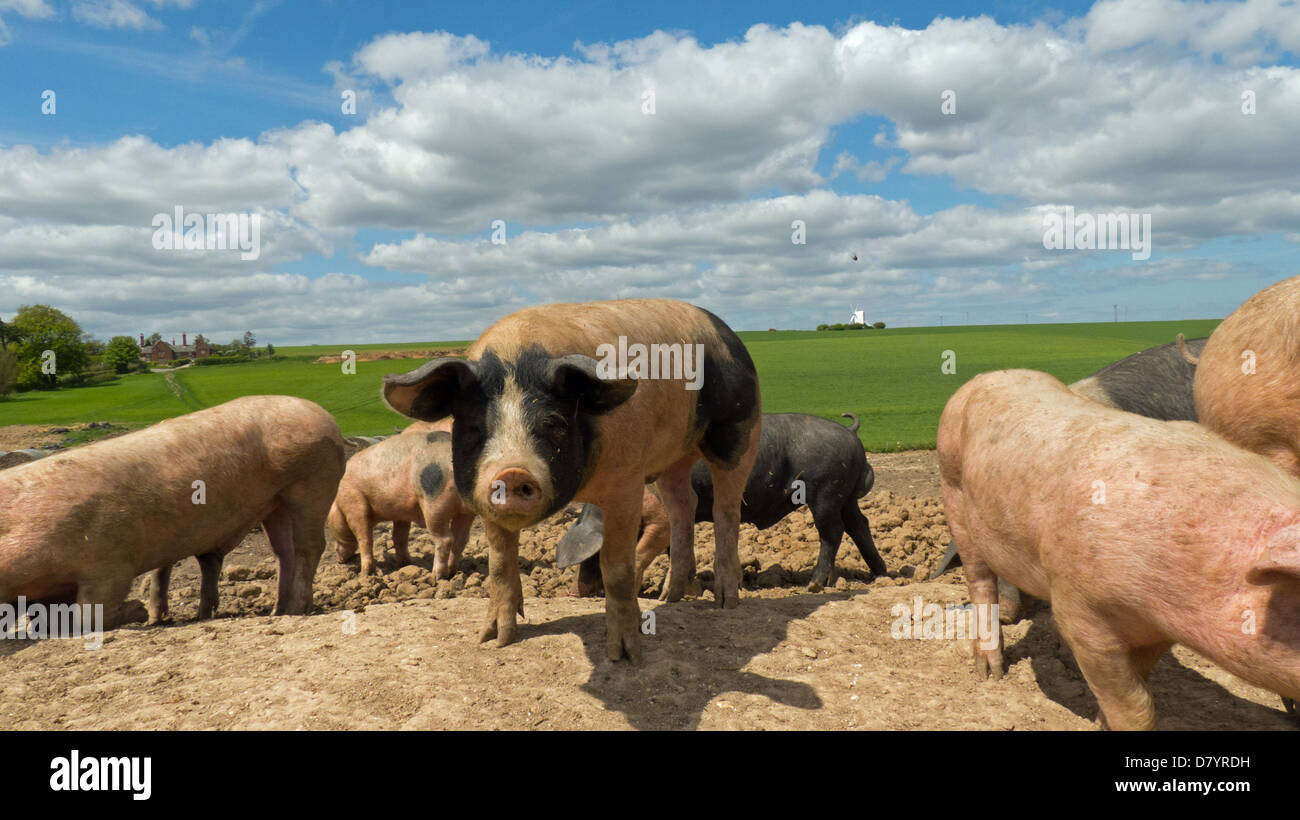 Pigs on the farm Stock Photo - Alamy