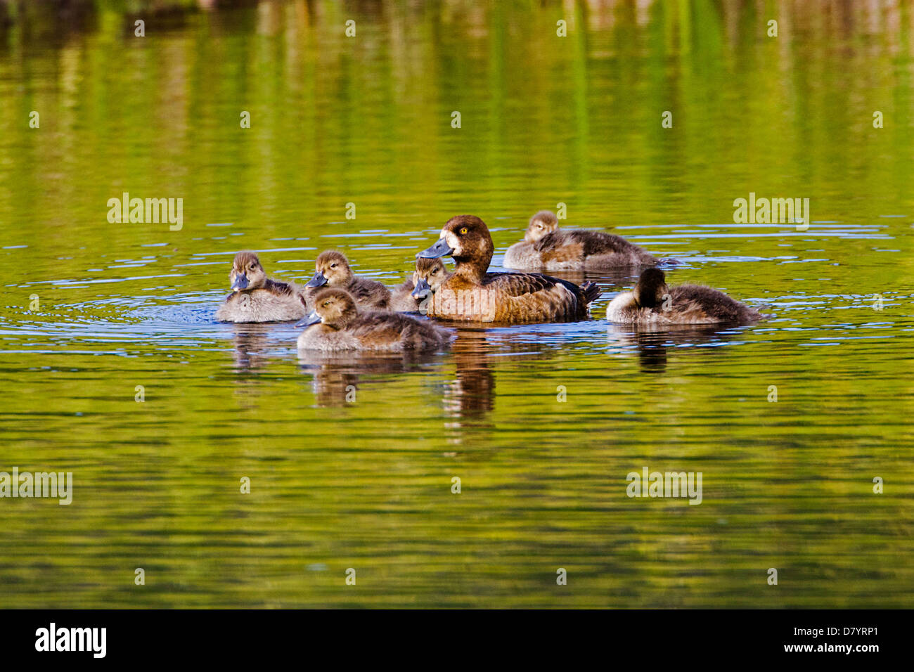 Greater Scaup hen with chicks, Aythya marila, Bluebill, on a tundra ...