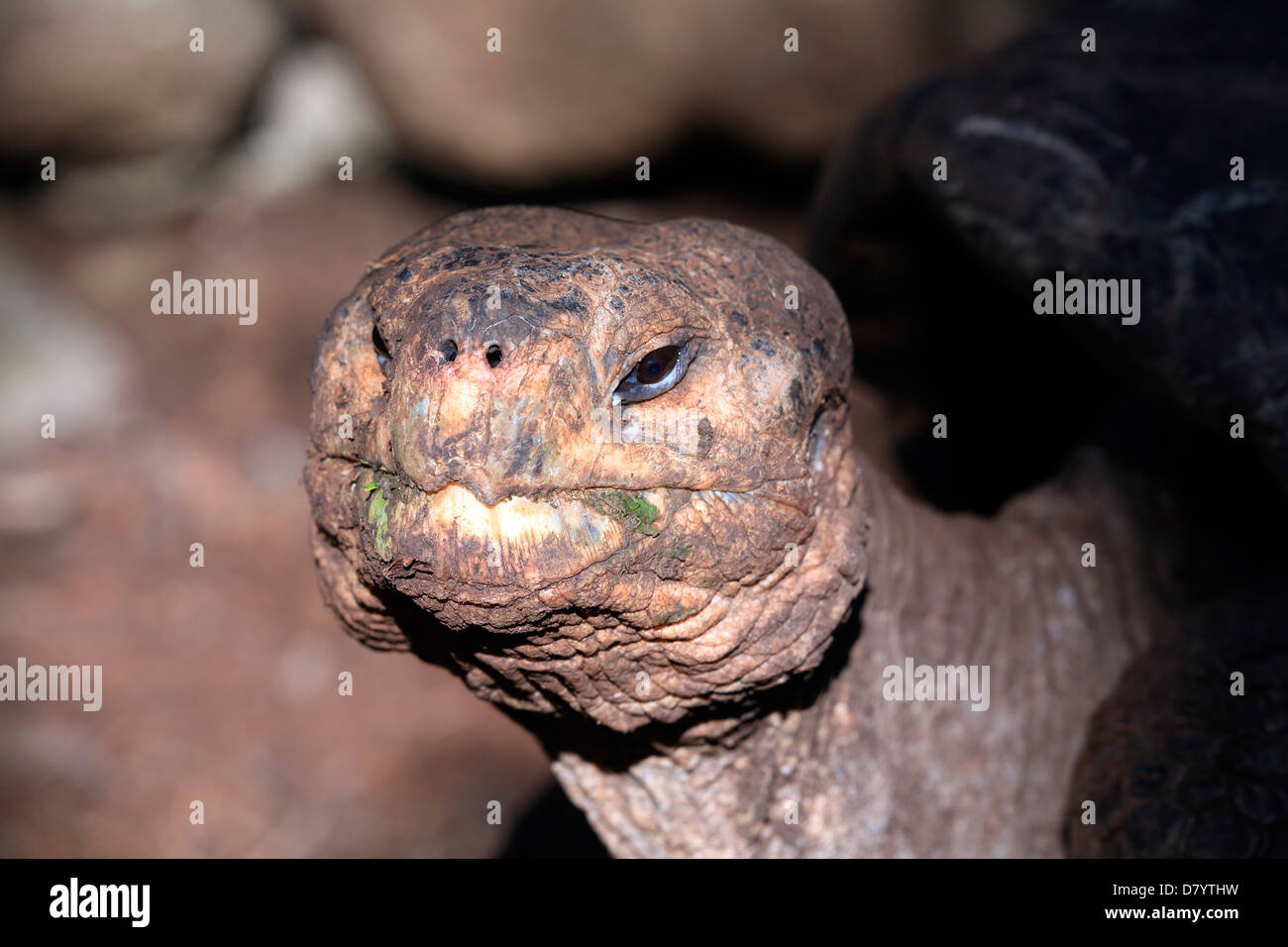 Giant tortoise on Floreana Island, Galapagos Islands Stock Photo - Alamy
