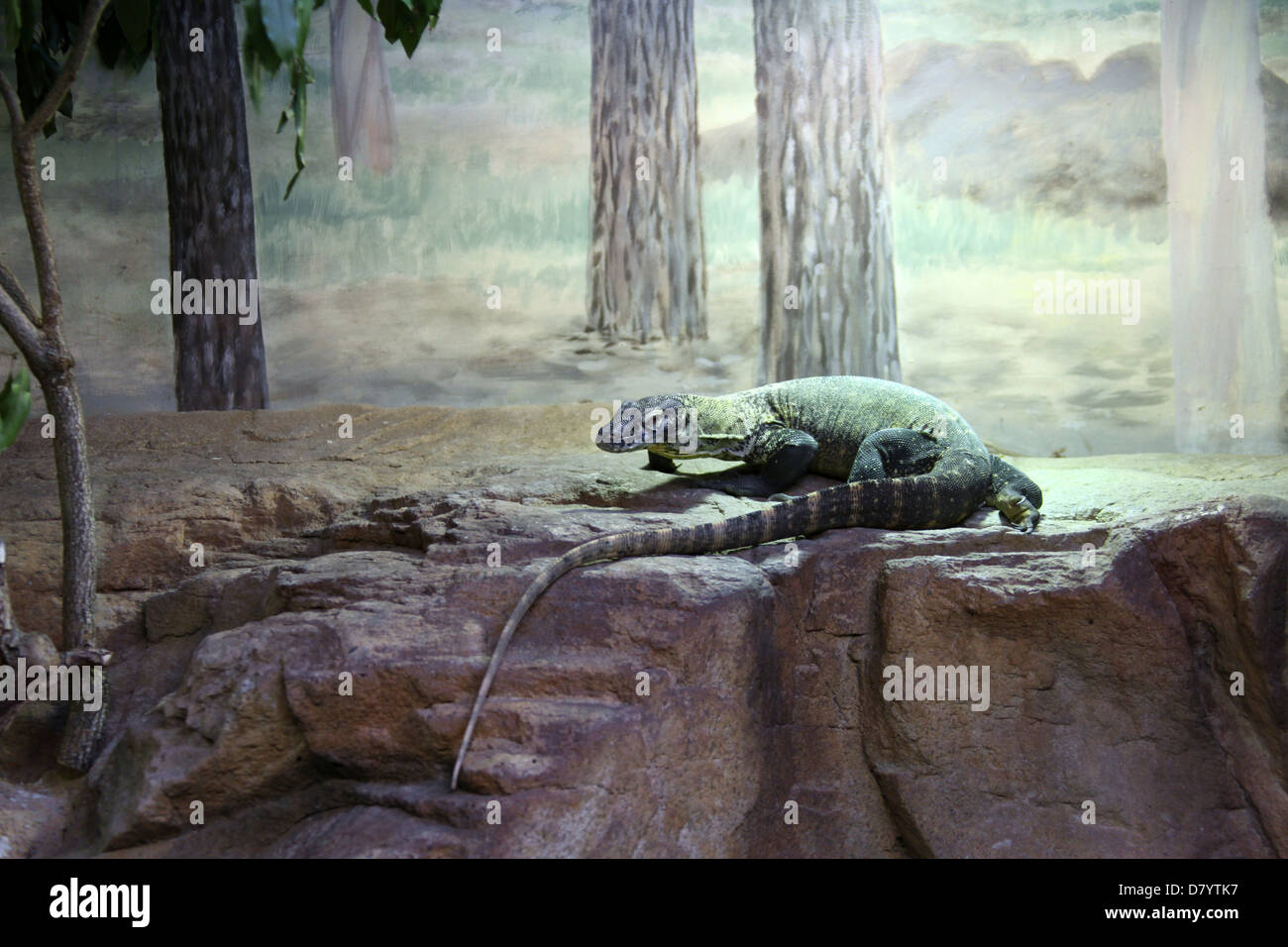 Baby Komodo Dragon High Resolution Stock Photography and Images - Alamy