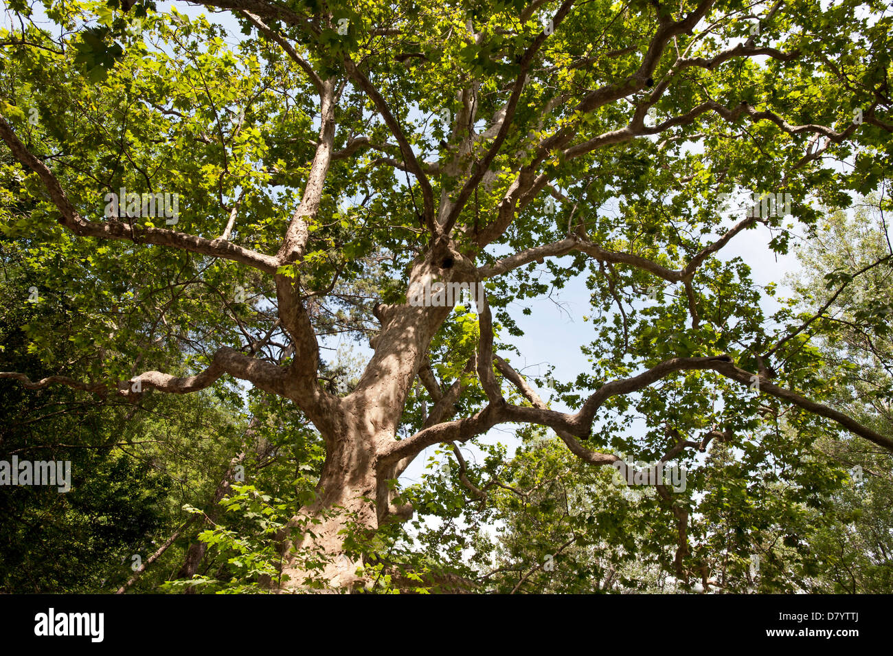 Render tree tropical leaves isolated hi-res stock photography and ...
