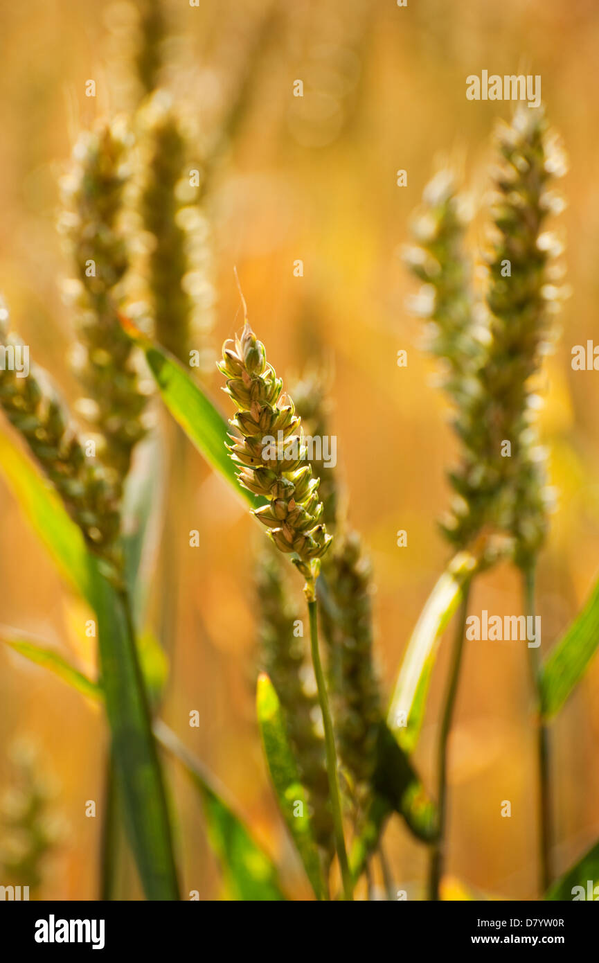 Back-lit wheat growing in an Oxfordshire wheat field on a sunny summer ...