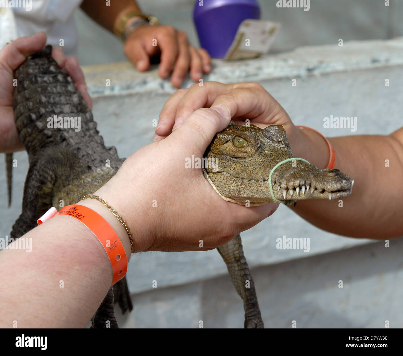 Holding a baby crocodile Stock Photo - Alamy
