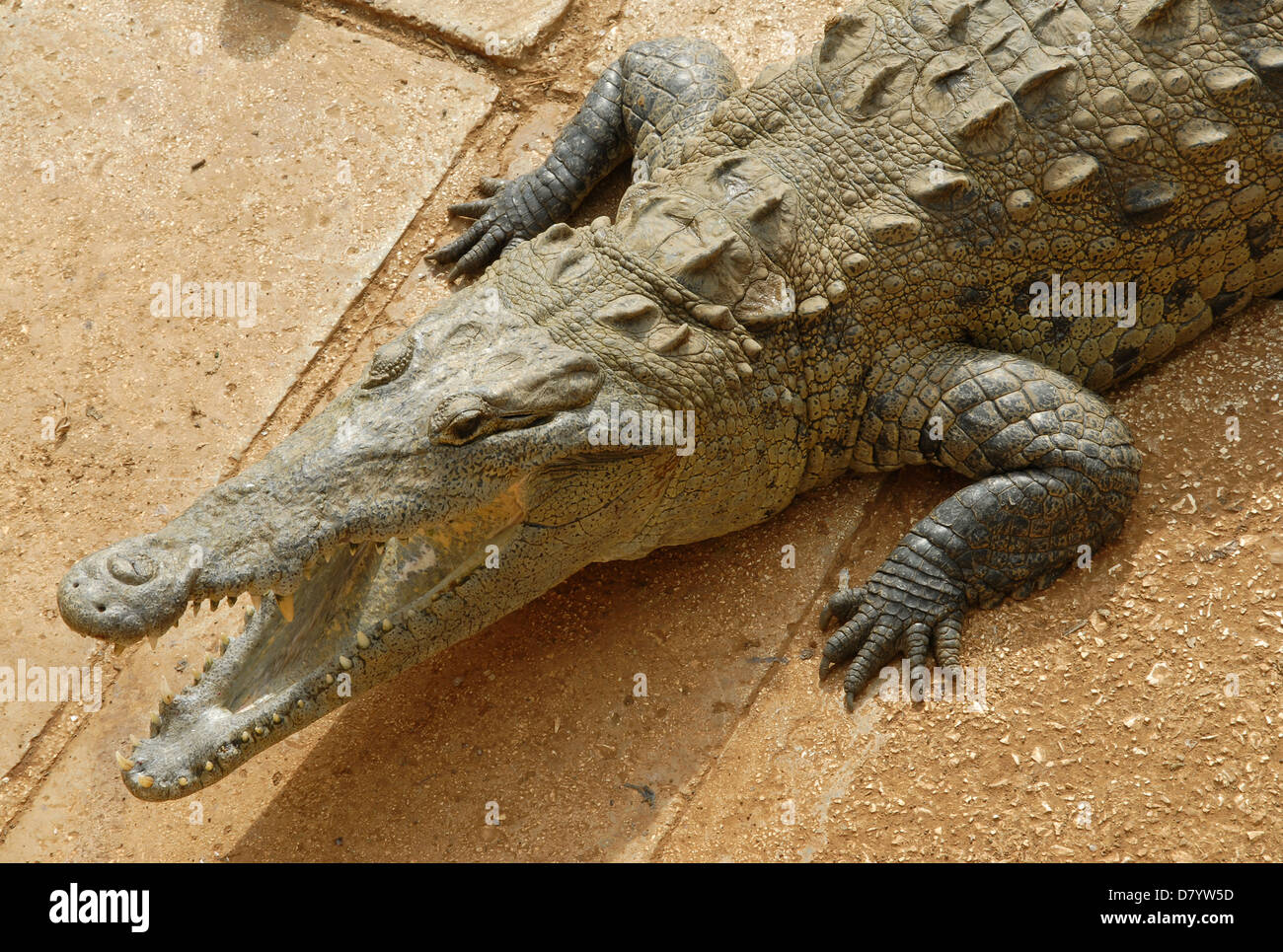 Crocodile farm, Cuba Stock Photo - Alamy