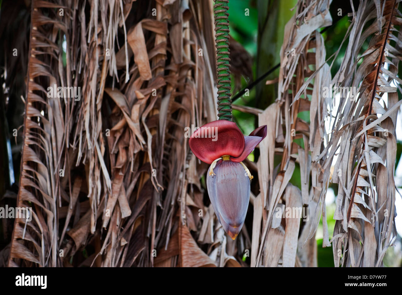 A banana flower growing on an unkempt banana tree in Majuro, Marshal ...