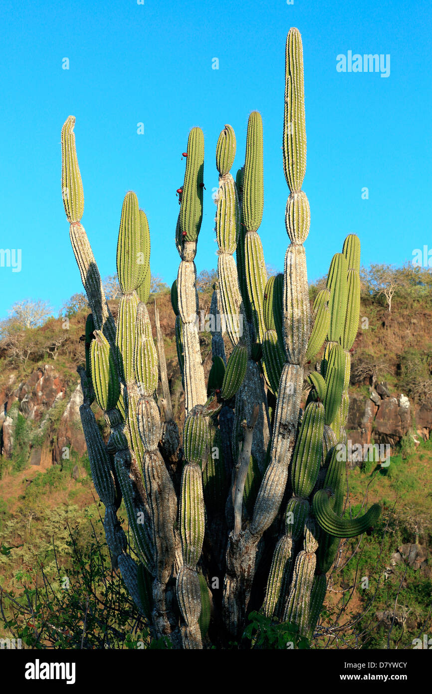 Very thorny cactus plants hi-res stock photography and images - Alamy
