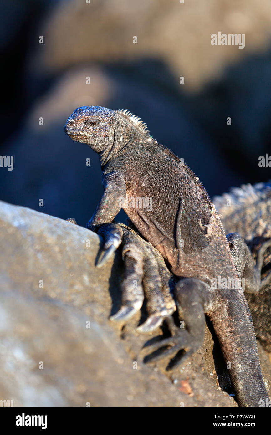 Marine iguana sunbathing on volcanic rock, Galapagos Islands Stock ...