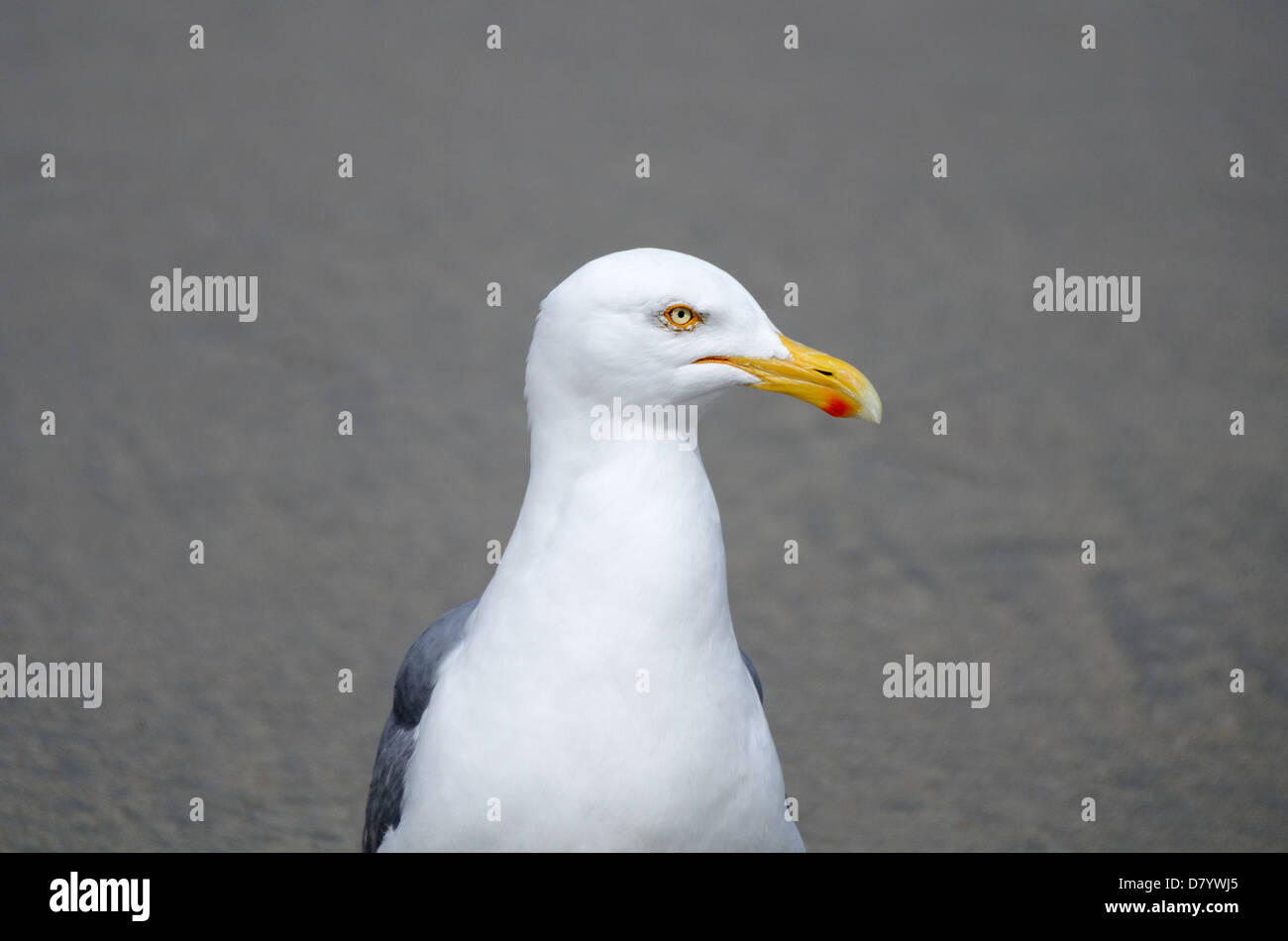 A skeptical-looking sea gull eyes the camera with disdain Stock Photo ...