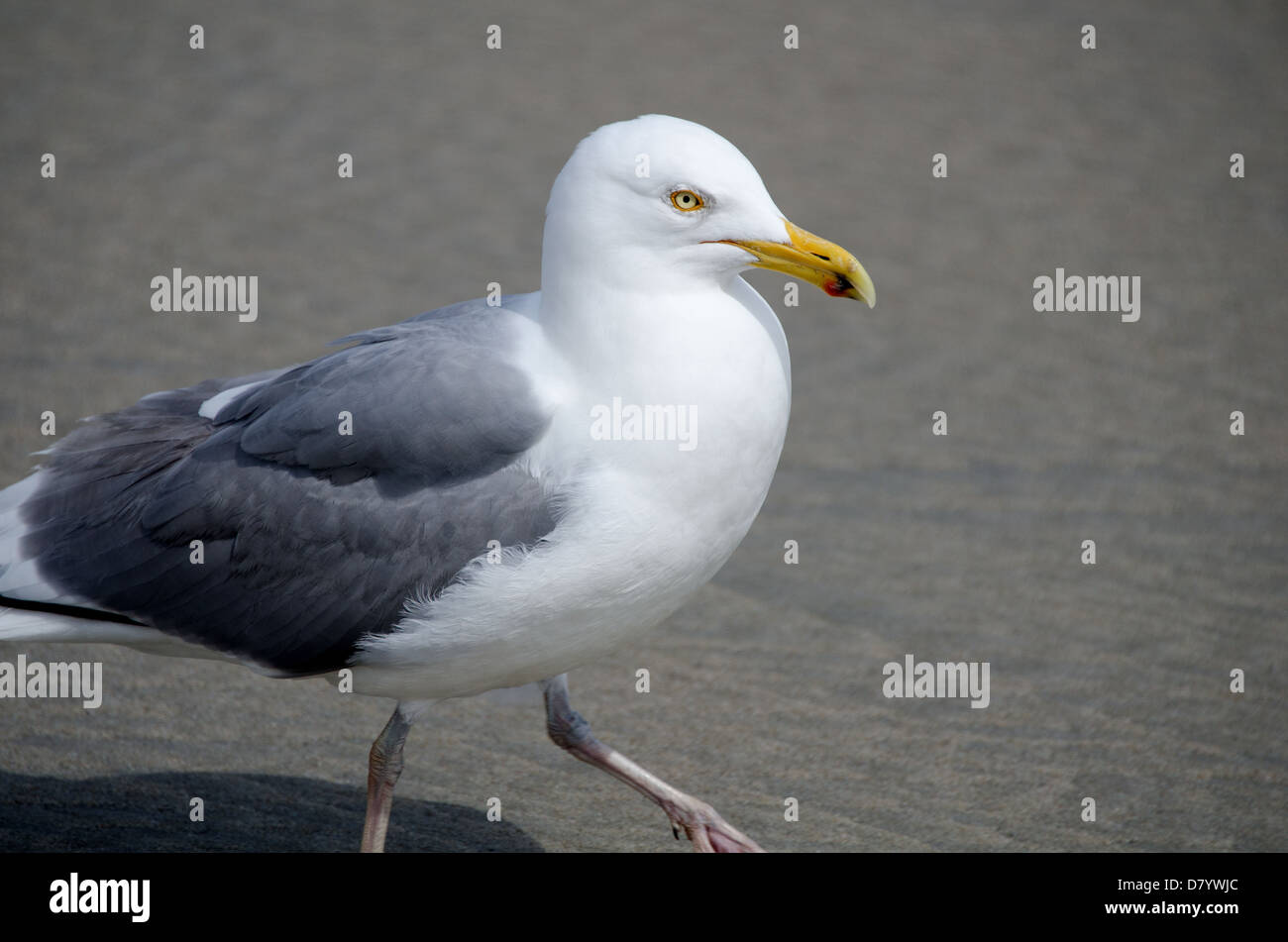 Seagull walking on a beach Stock Photo - Alamy