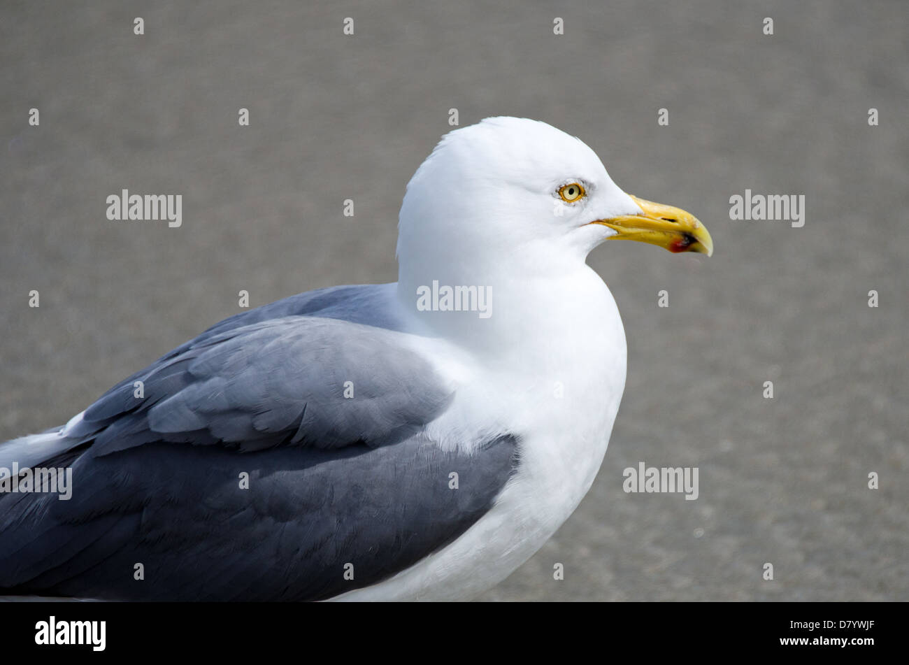 Seagull in profile with sandy beach background Stock Photo - Alamy