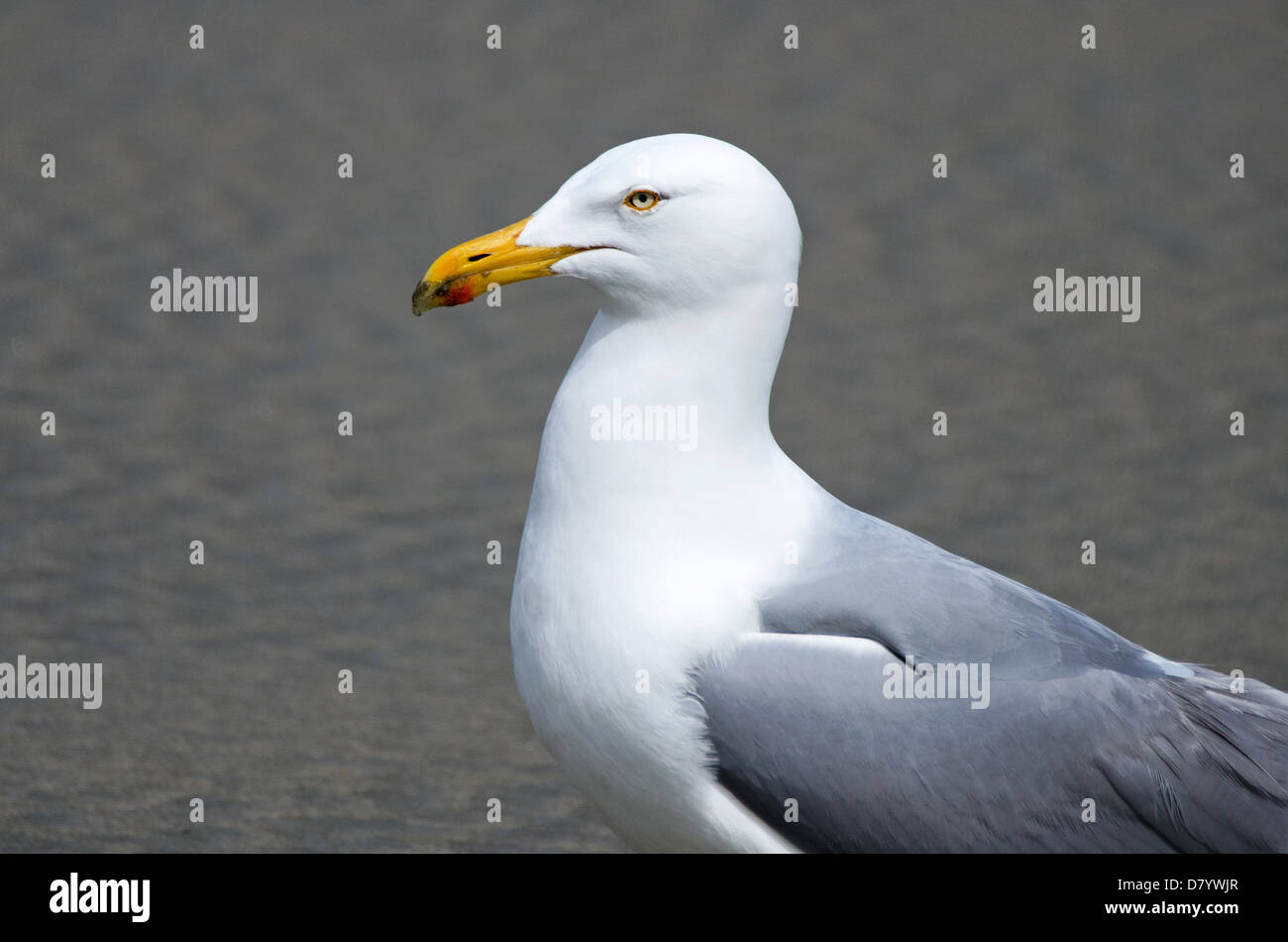 Seagull in profile with sandy beach background Stock Photo - Alamy