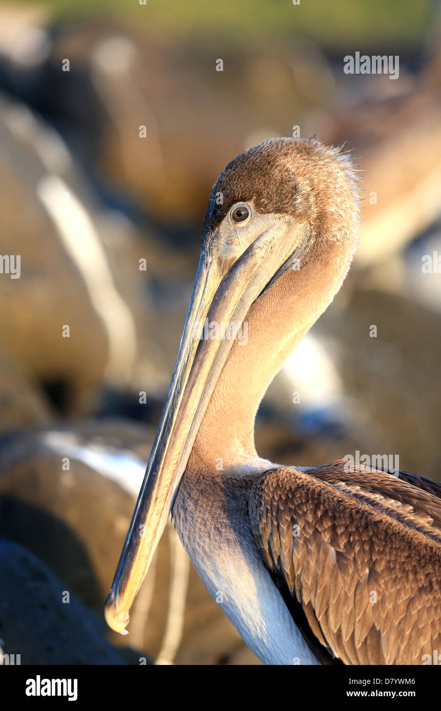 Galapagos Brown Pelican resting on rocks in the Galapagos Islands Stock ...