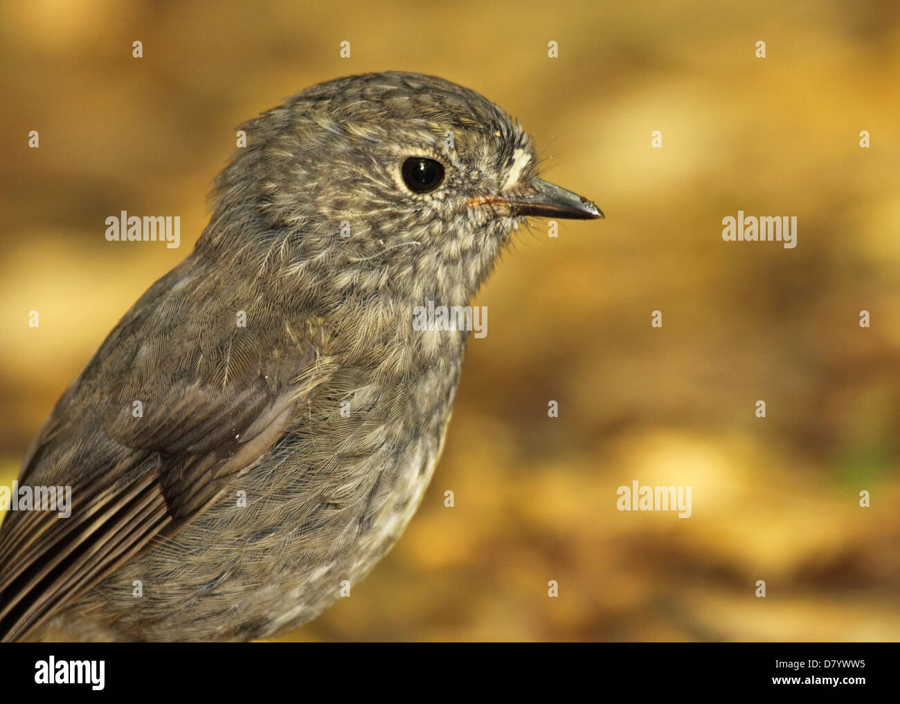 A clear portrait of an endangered New Zealand Robin Stock Photo - Alamy