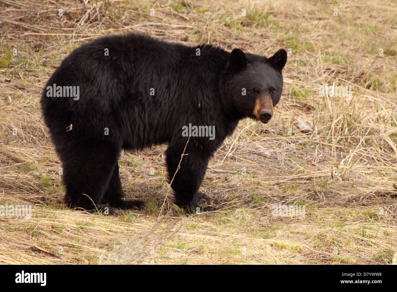 A Black Bear standing broadside Stock Photo - Alamy
