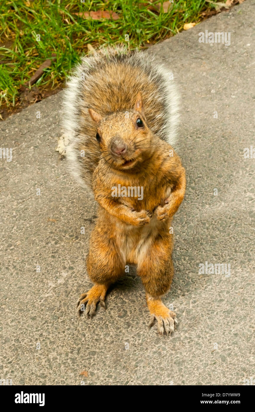Red Squirrel (Tamiasciurus hudsonicus) in Montreal, Quebec, Canada ...
