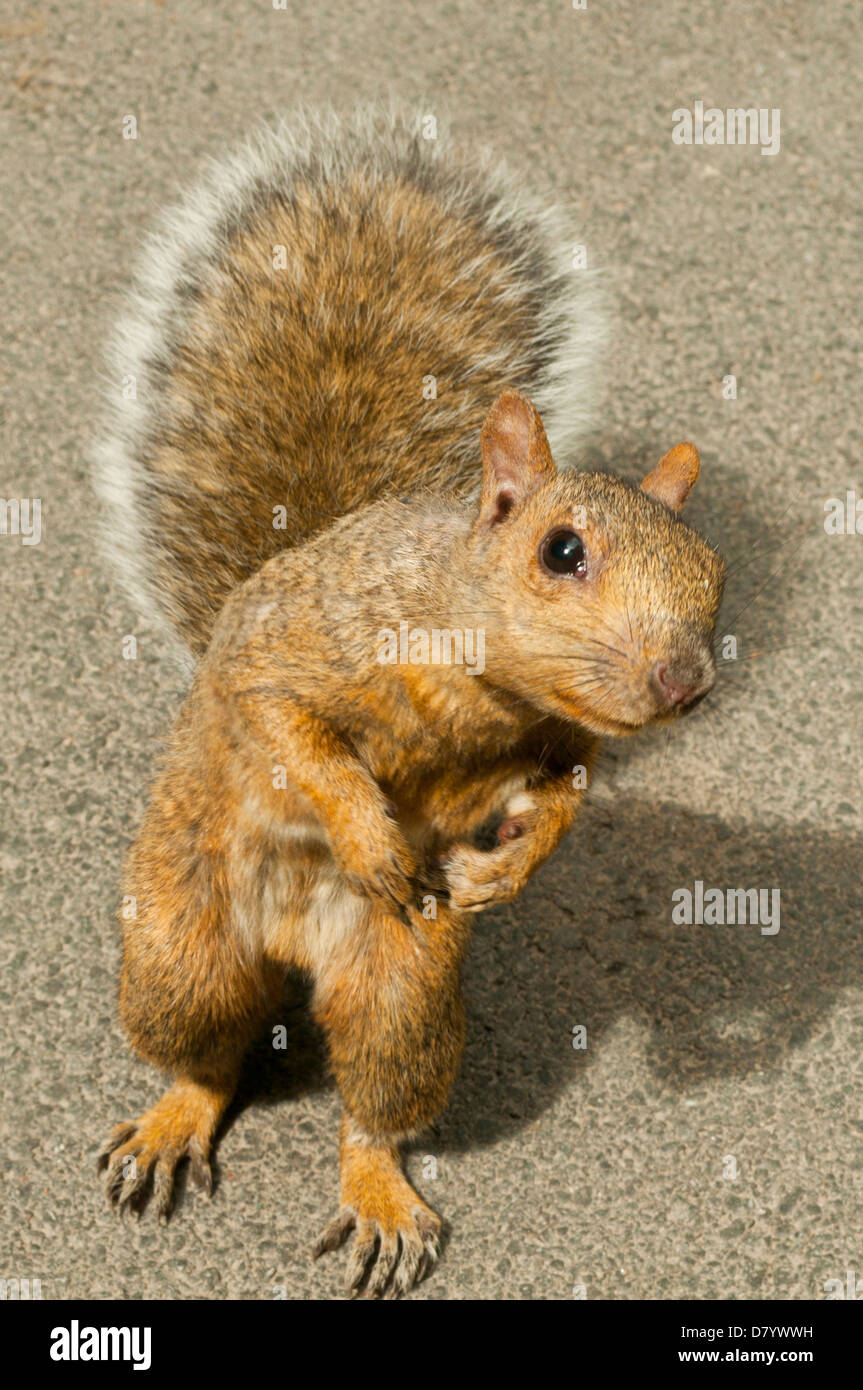 Montreal squirrel hi-res stock photography and images - Alamy