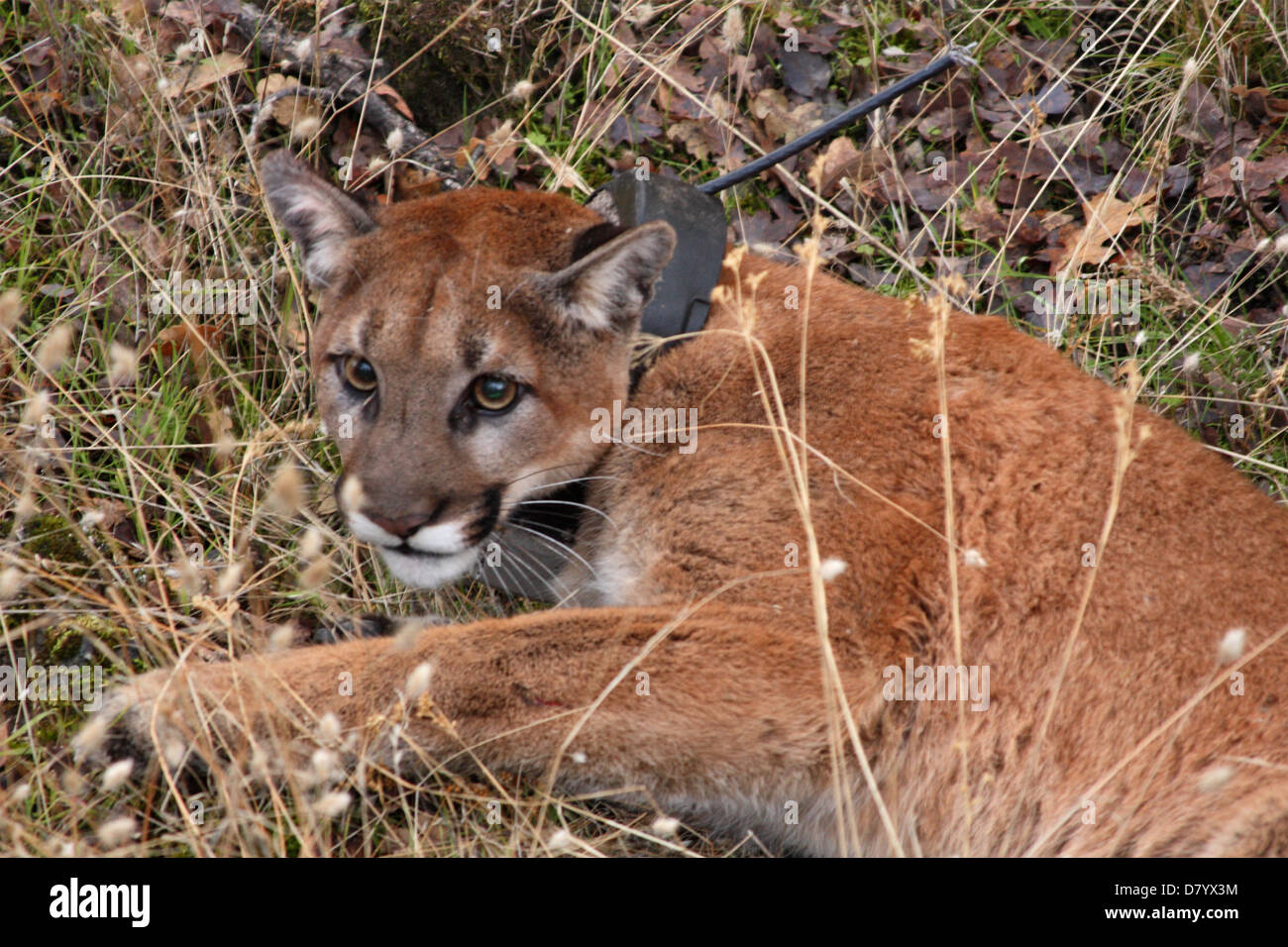 Puma looking up Stock Photo - Alamy
