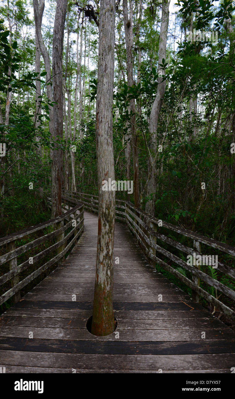 Boardwalk built around a Cypress tree in lush tropical forest in ...