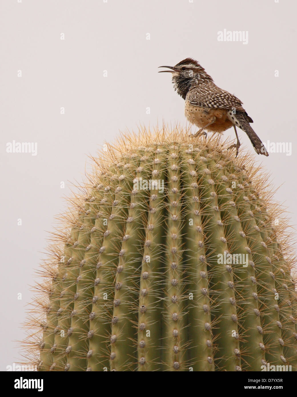 Cactus Wren singing from atop a cactus during spring Stock Photo - Alamy