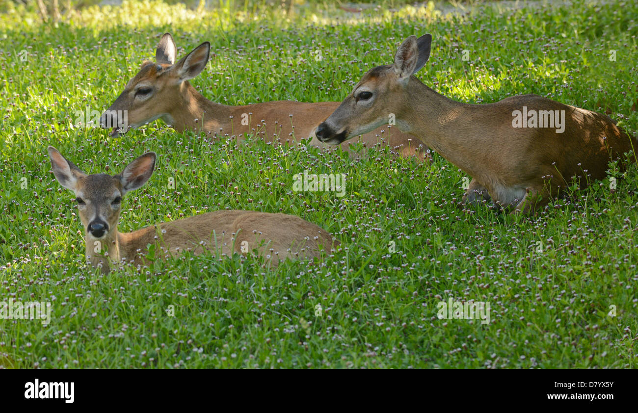 Three deer resting in a peaceful meadow with flowers Stock Photo - Alamy