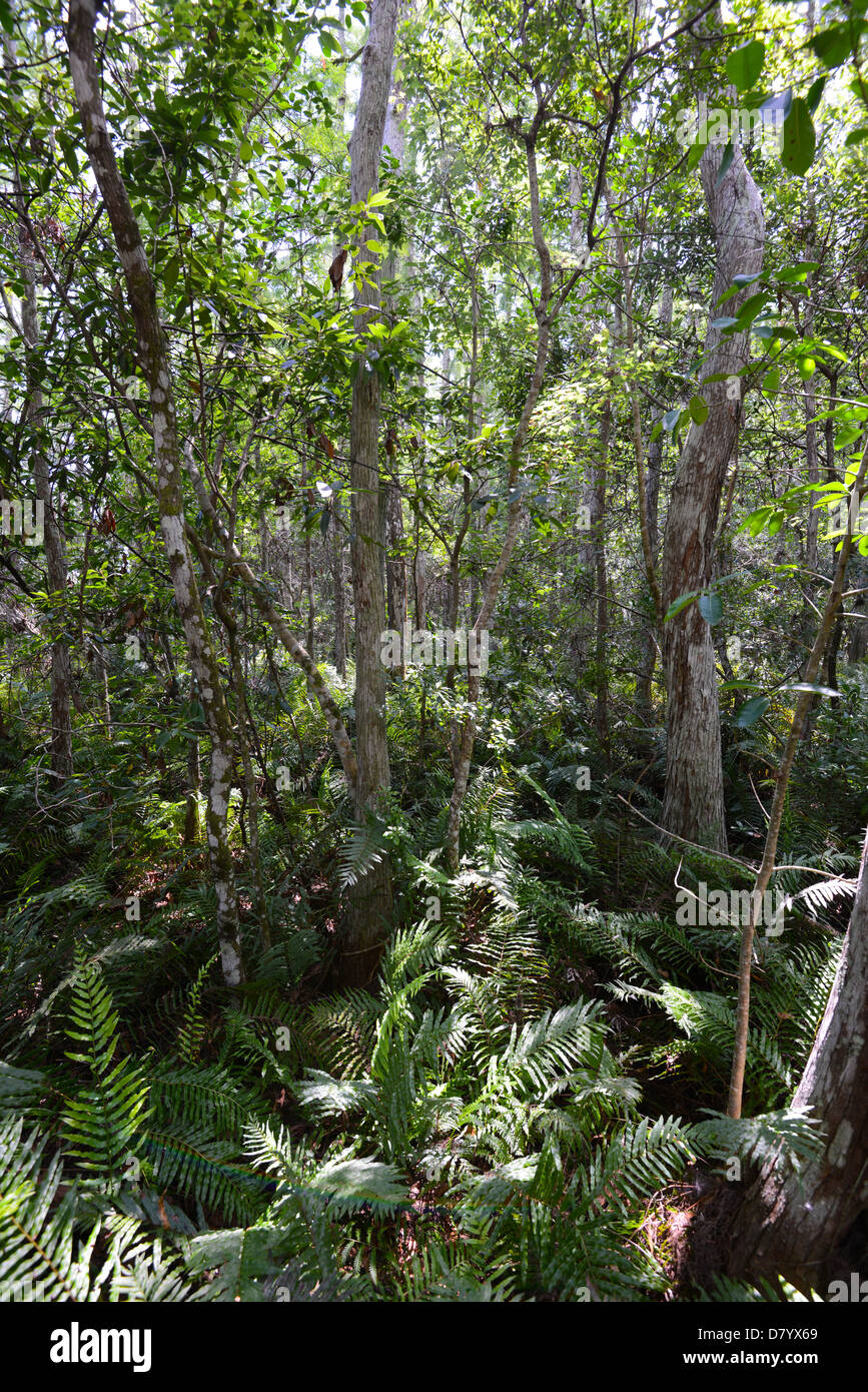 tropical forest with cypress trees in warm weather Stock Photo - Alamy