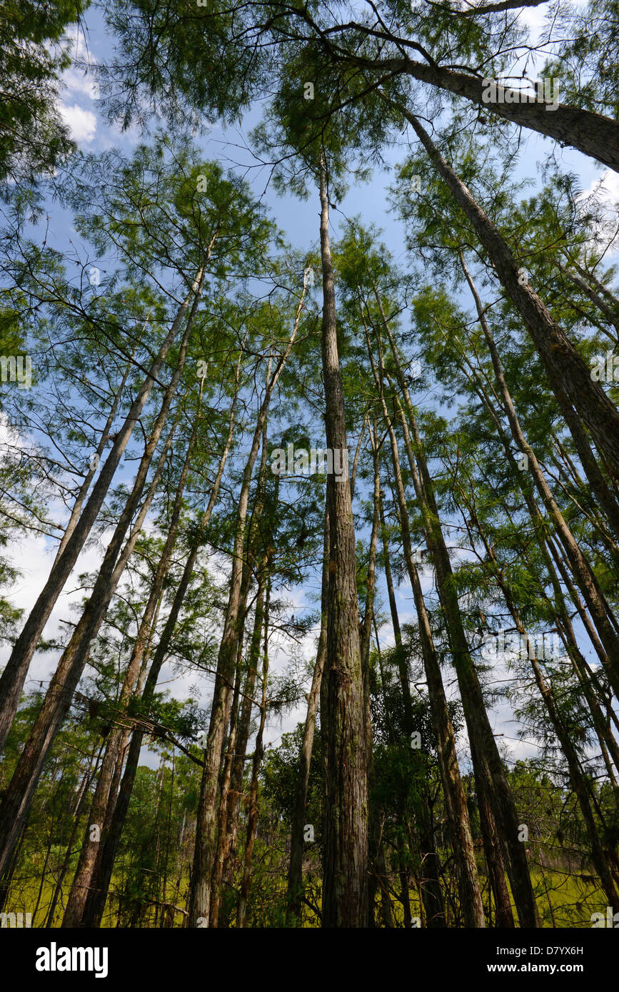 perspective view of cypress trees looking up in Florida Stock Photo - Alamy