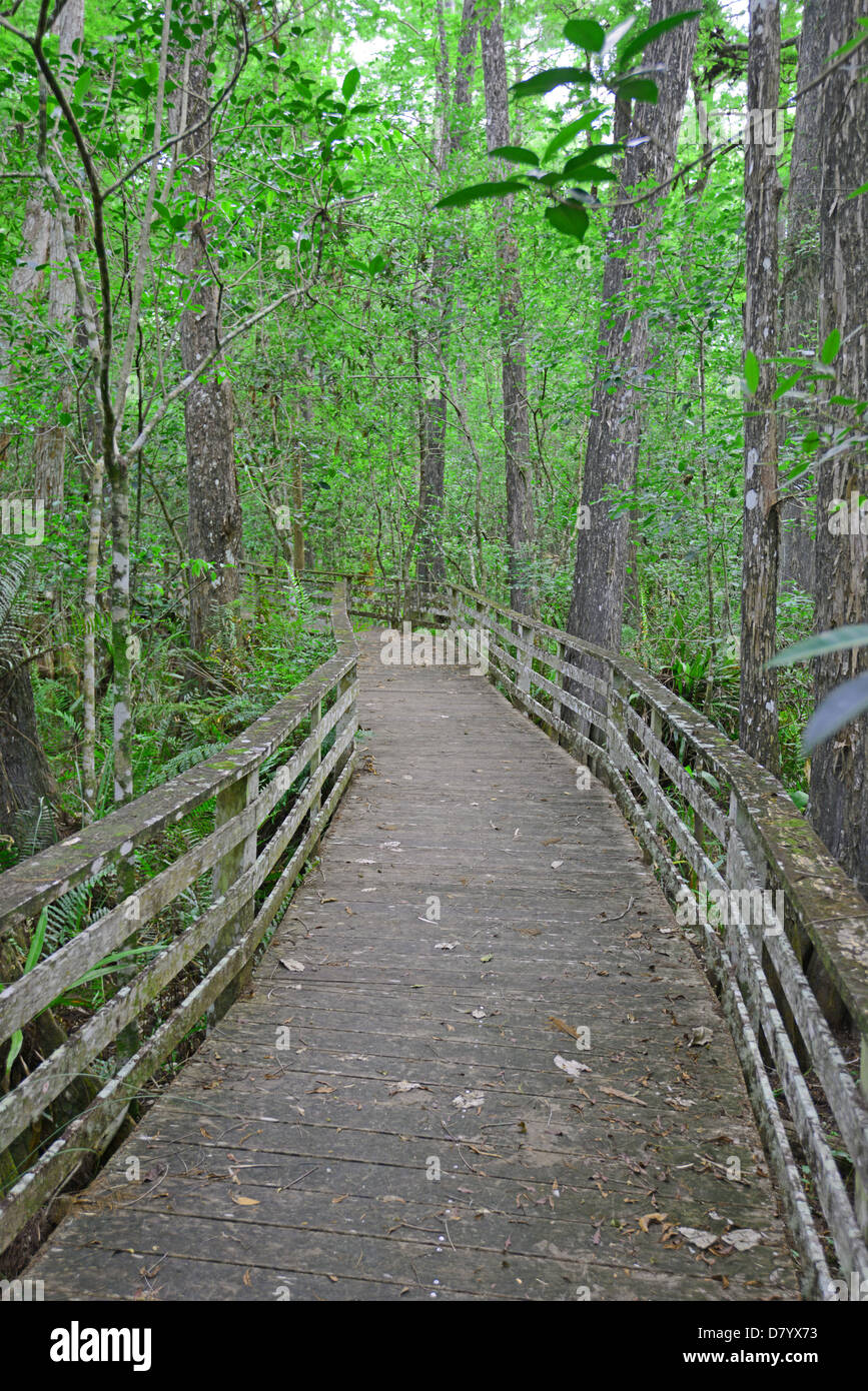 Perspective view of a wooden path in a forest Stock Photo - Alamy