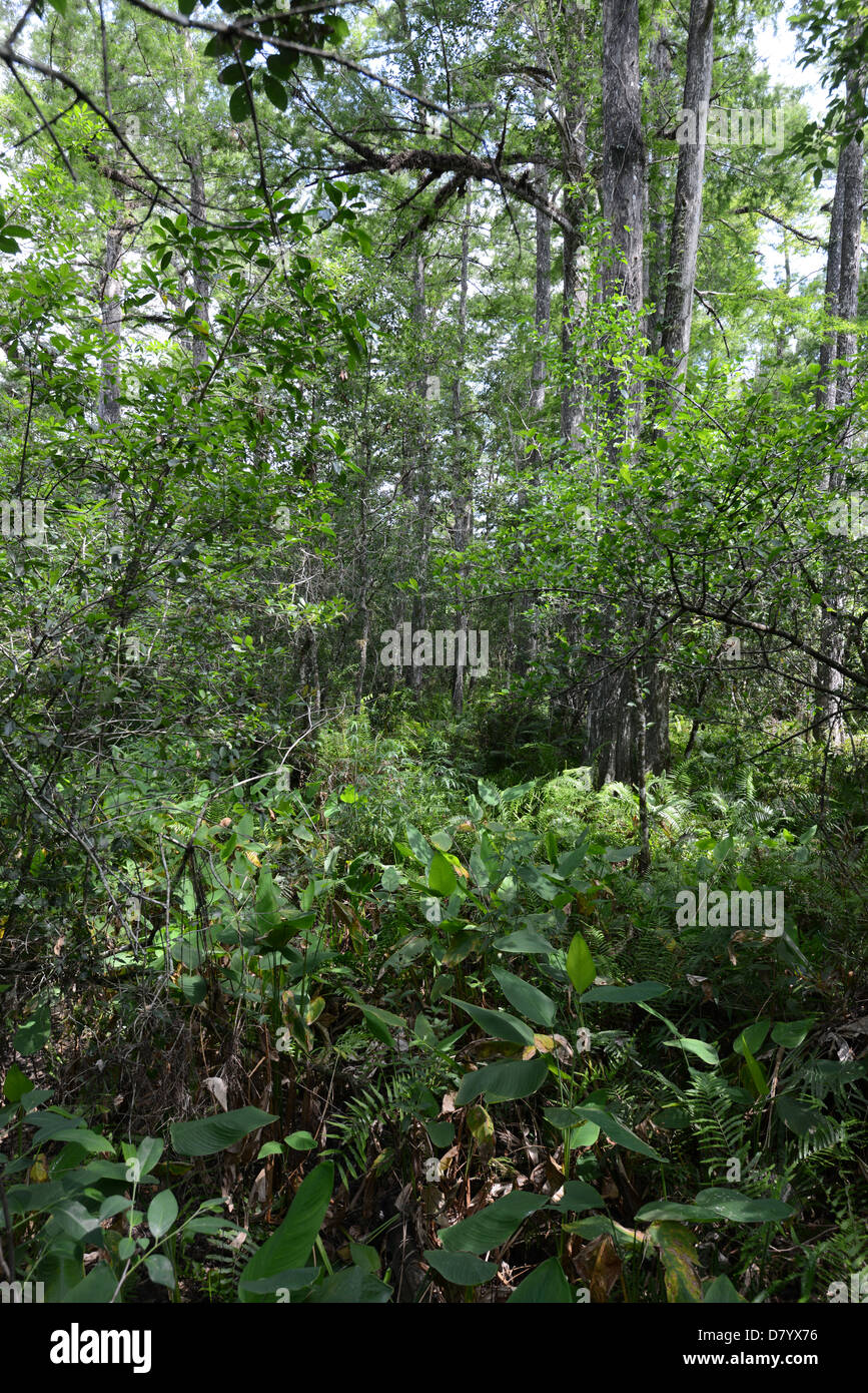 trees and tropical plants in lush green forest in Florida Stock Photo ...