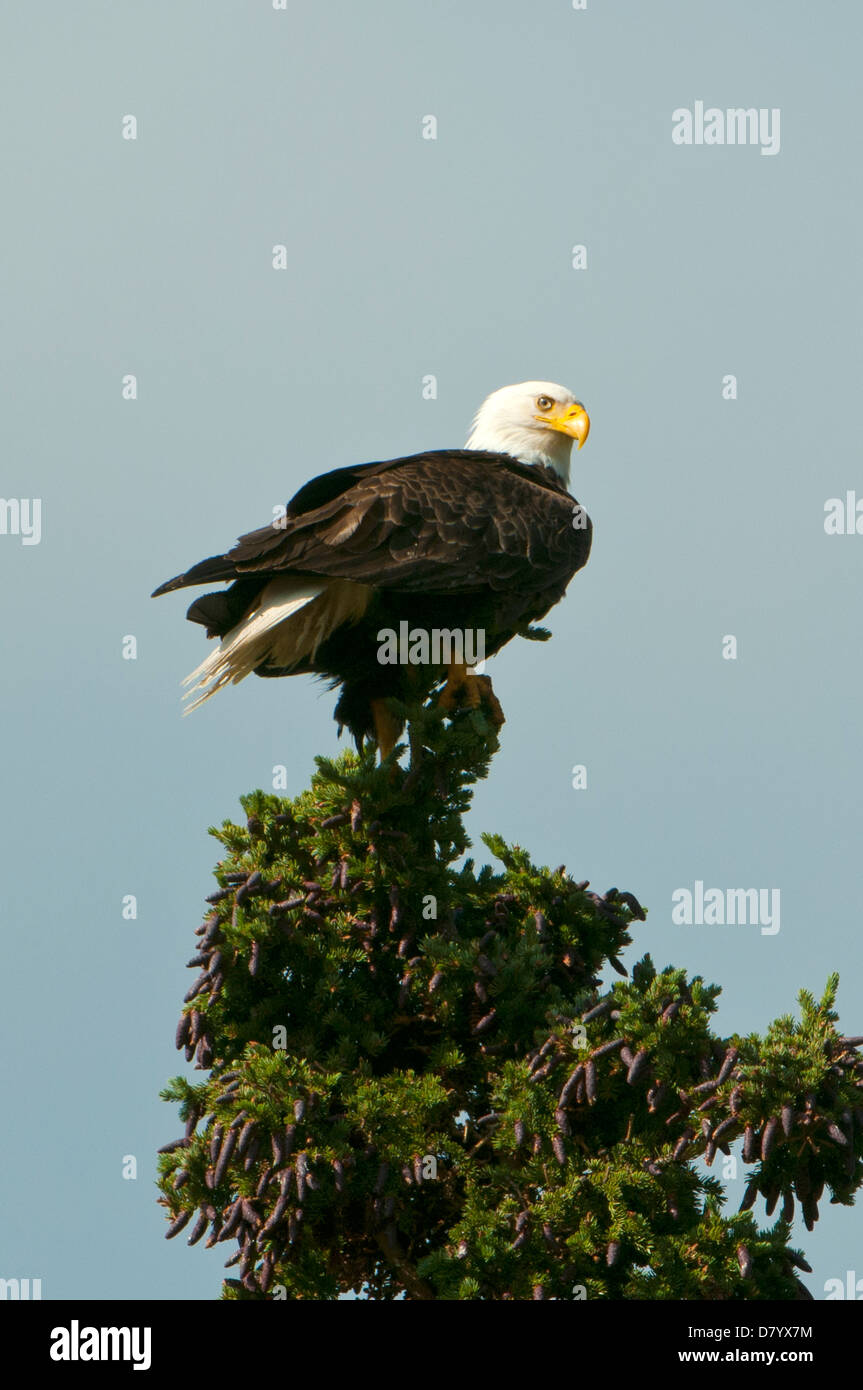 Bald eagle habitat hi-res stock photography and images - Alamy