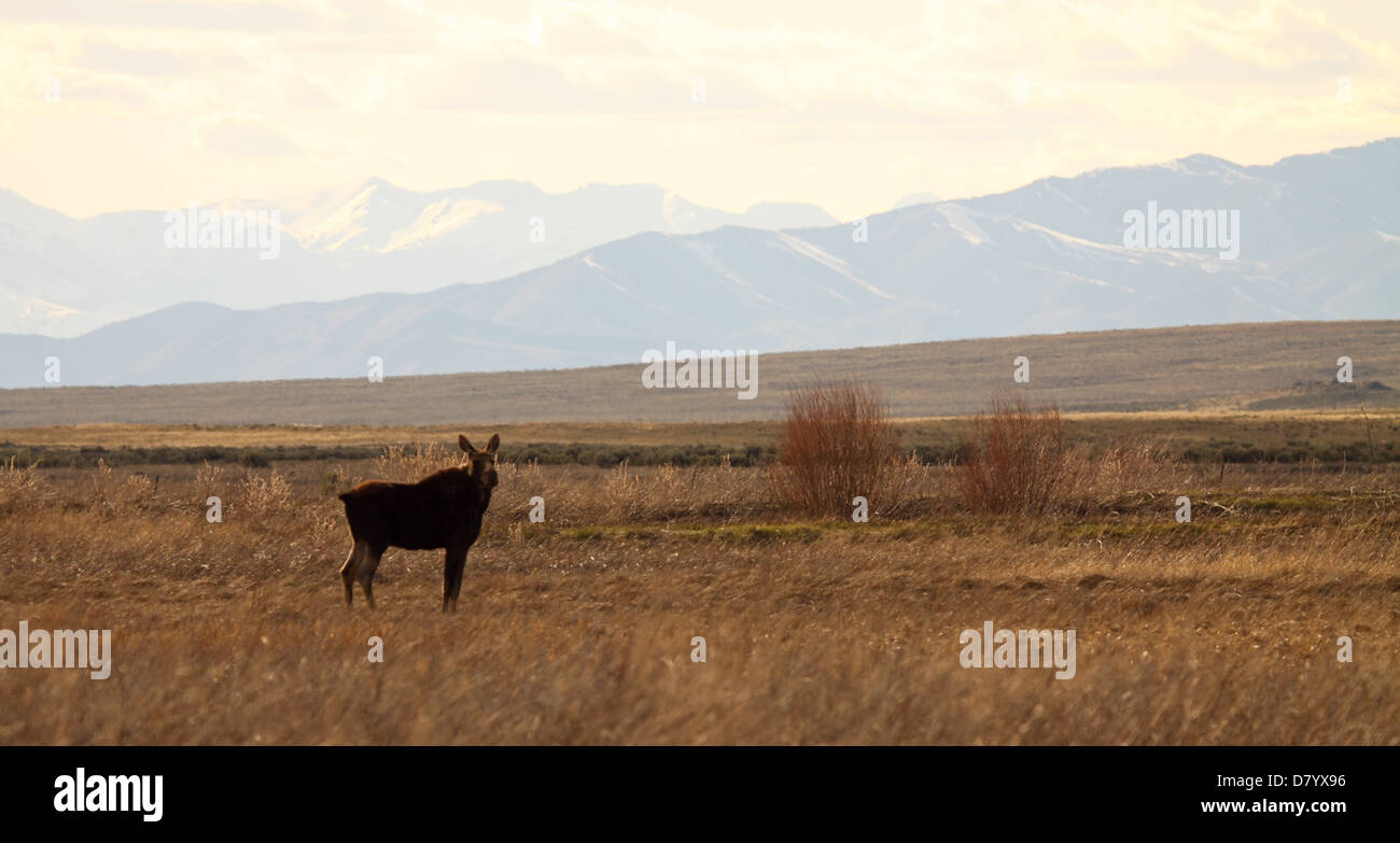 Moose along base of mountains Stock Photo - Alamy