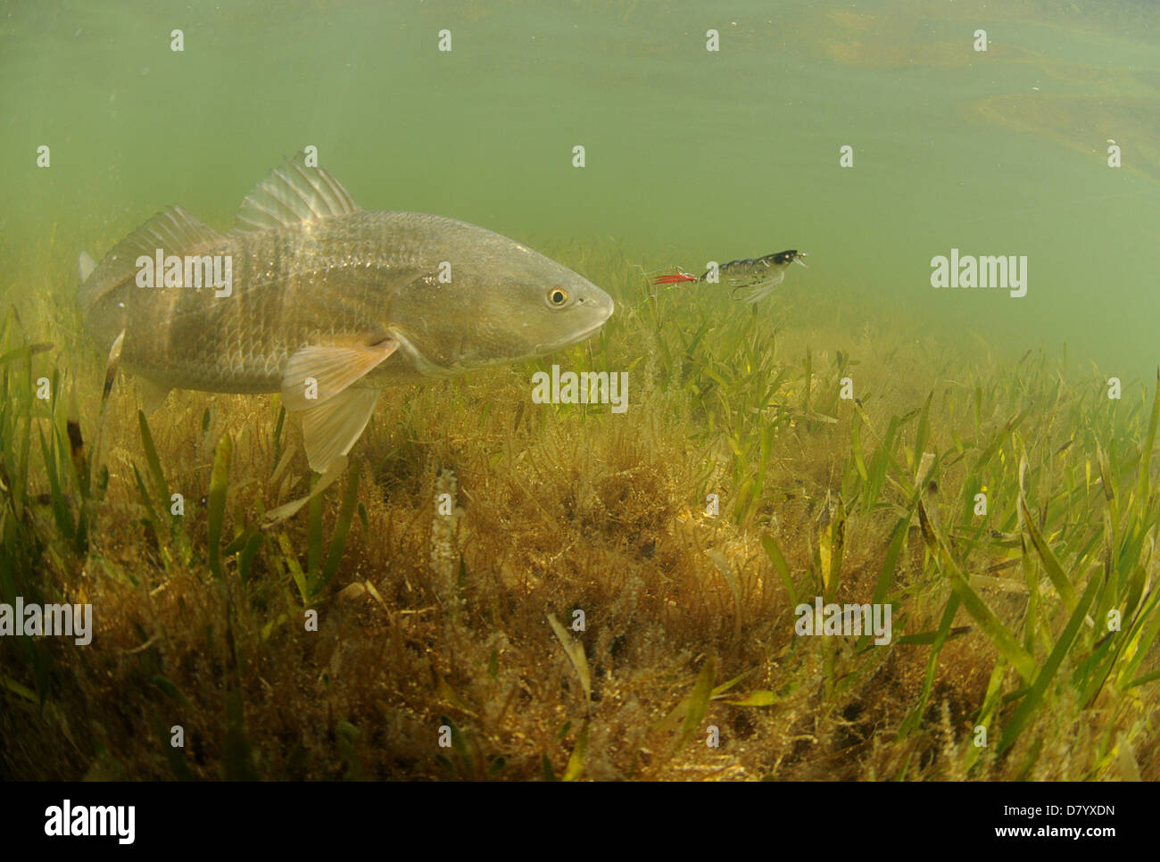 redfish in ocean chasing lure while fishing Stock Photo - Alamy
