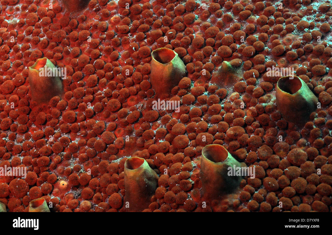 Macro or close up image of beautiful sponge in ocean Stock Photo - Alamy