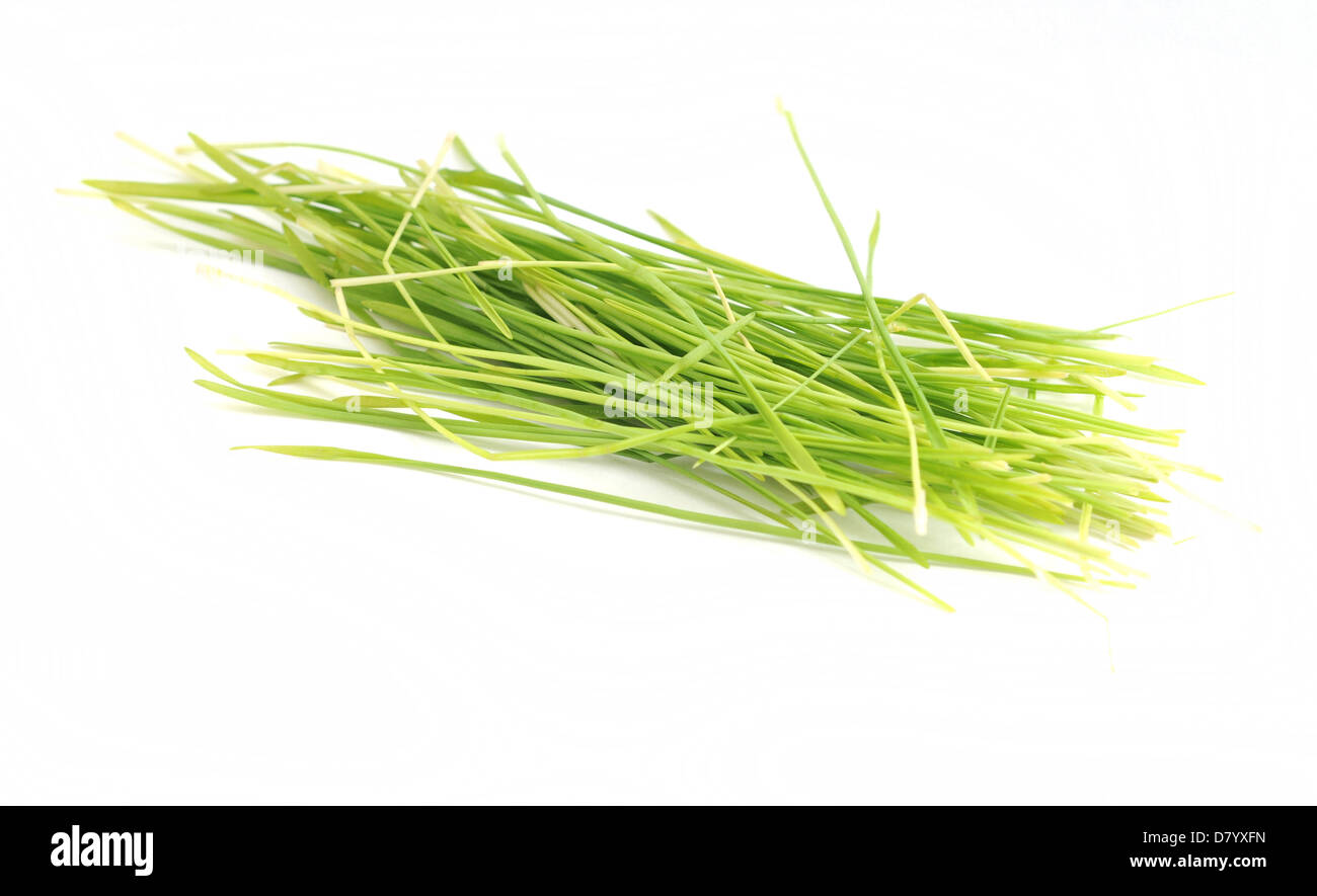 wheatgrass isolated on white background Stock Photo - Alamy