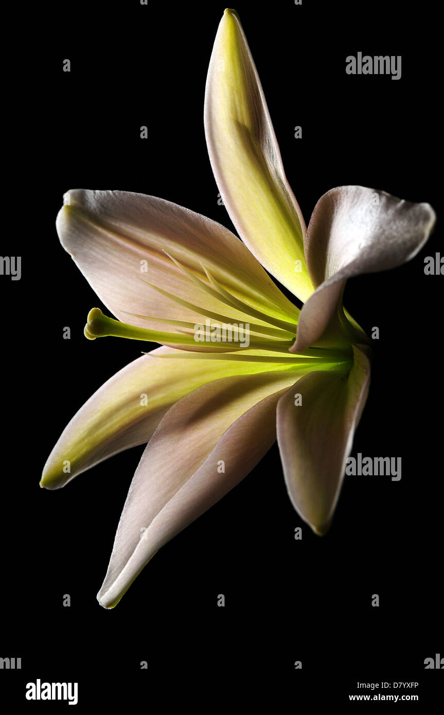 bold white stargazer lily flower on black background Stock Photo - Alamy