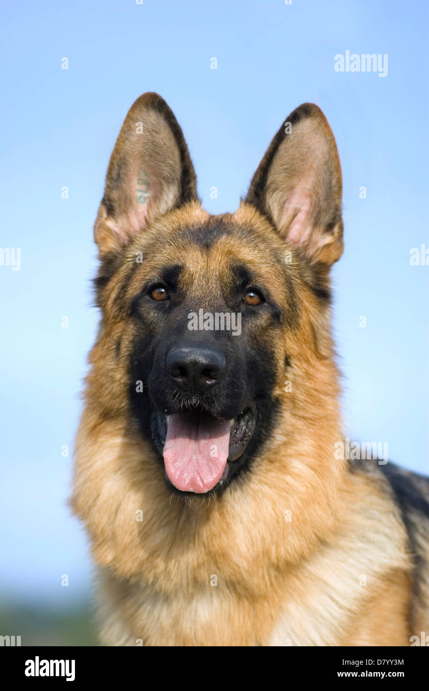 German Shepherd Portrait Stock Photo - Alamy