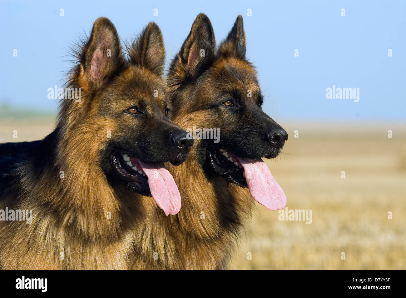 2 German Shepherds Stock Photo - Alamy