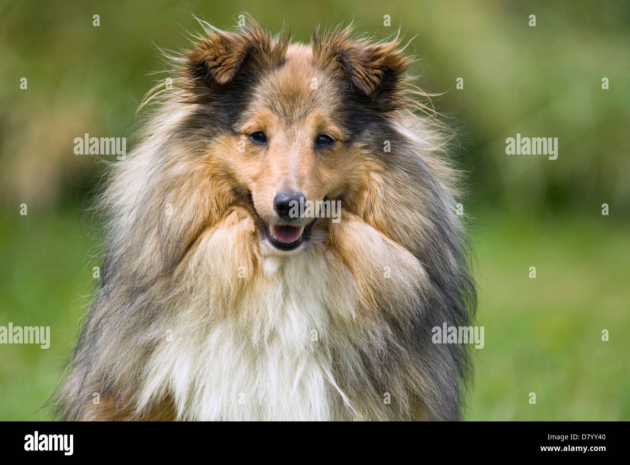 Miniature sheepdog hi-res stock photography and images - Alamy