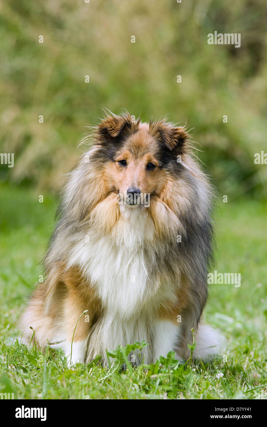 sitting Shetland Sheepdog Stock Photo - Alamy