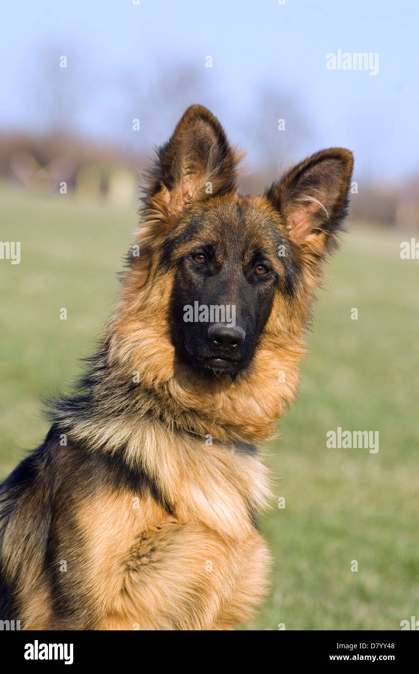 german shepherd portrait Stock Photo - Alamy